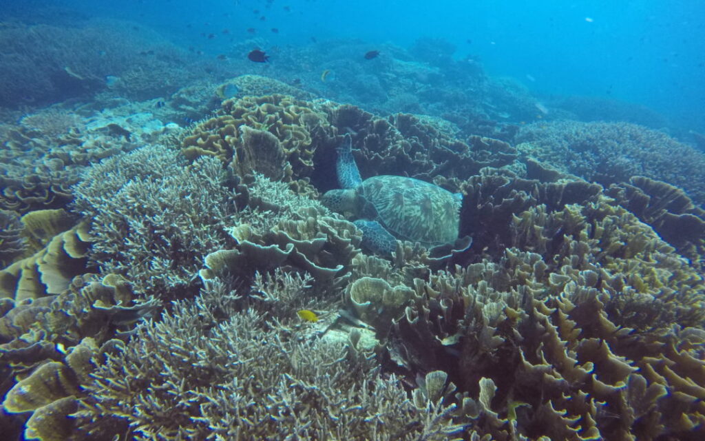 Why Siaba Besar Is Komodo’s Secret Turtle City Everyone Wants to See ...
