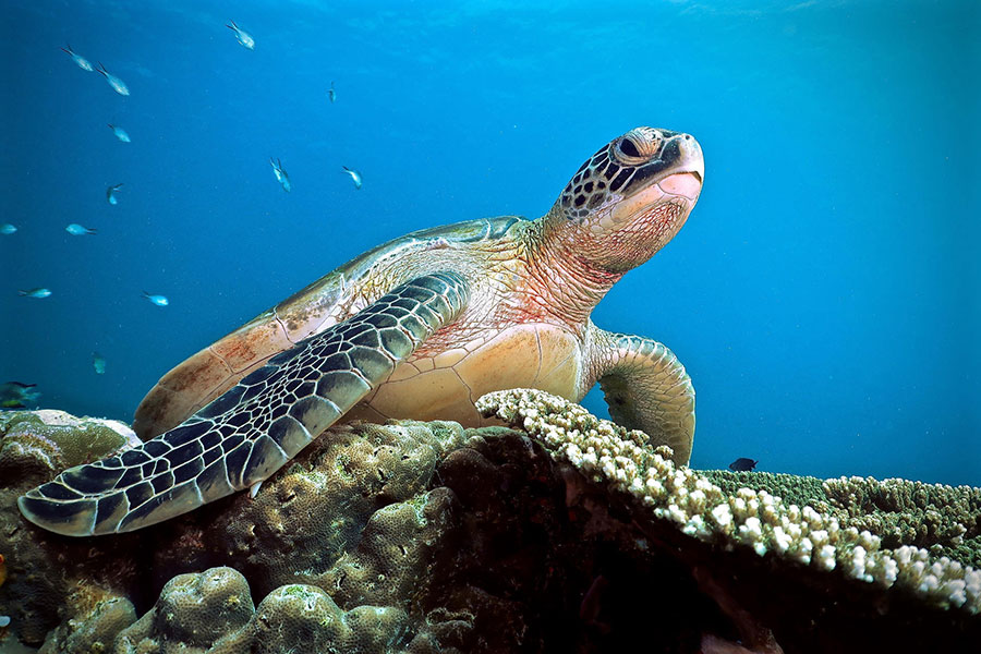 Why Siaba Besar Is Komodo’s Secret Turtle City Everyone Wants to See ...