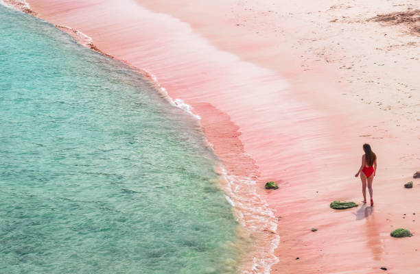 Pink Beach Paradise: Dive Into Nature’s Most Colorful Wonder - Phinisi ...