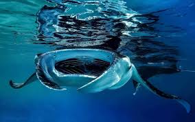 Explore Manta Point: Your Ultimate Dive Guide in Komodo National Park ...