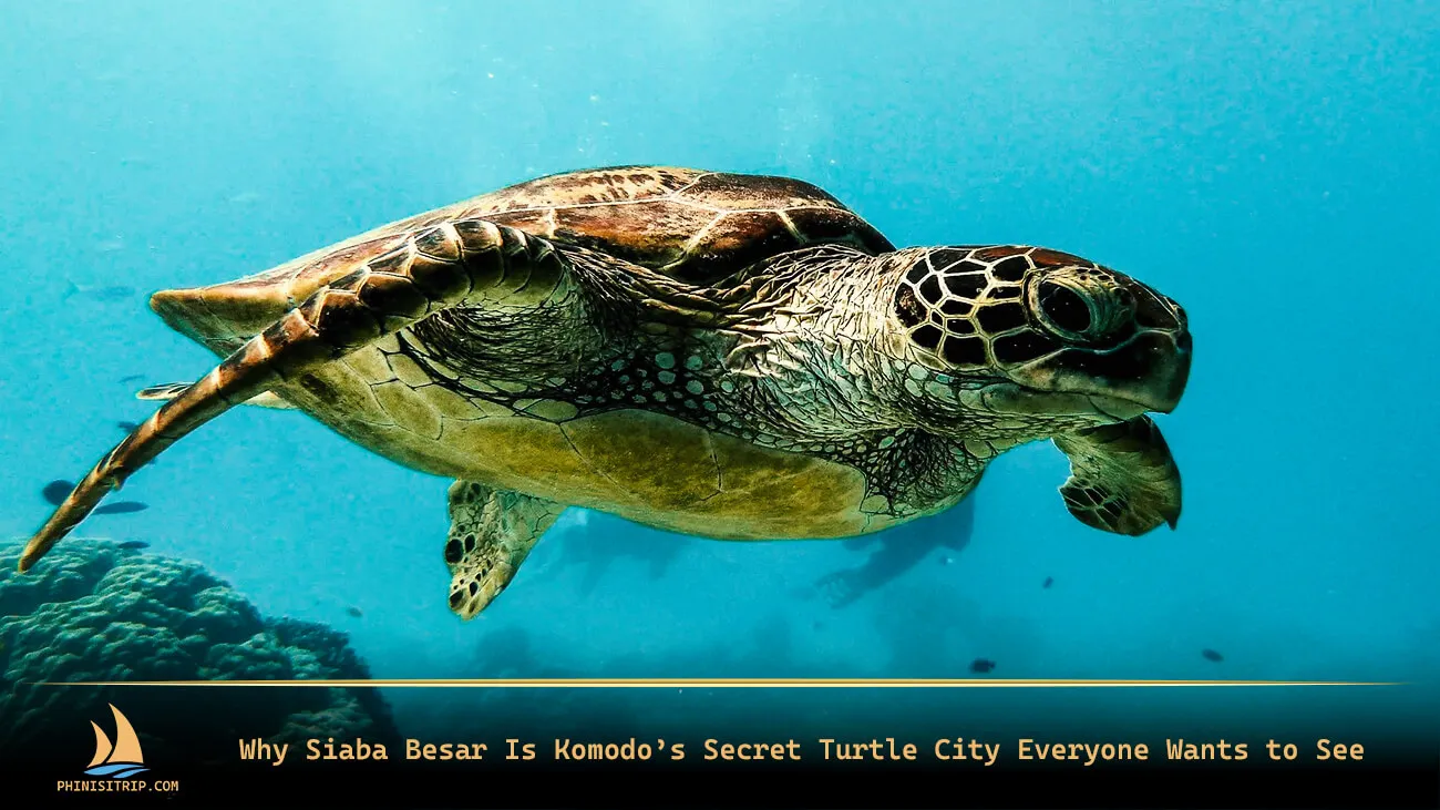 Why Siaba Besar Is Komodo’s Secret Turtle City Everyone Wants to See ...