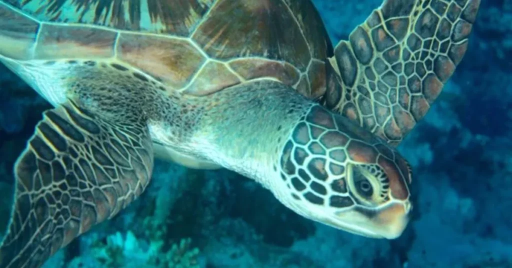 Deep Sea Diving vs Scuba Diving – The Difference & Where to Dive