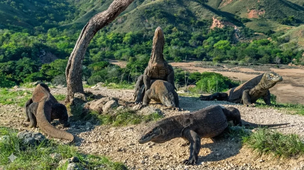 How Big Are Komodo Dragons? Size, Weight & Length Explained