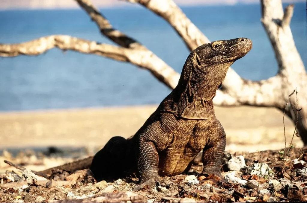 Komodo National Park Entrance Fee & Regulations (UPDATED)